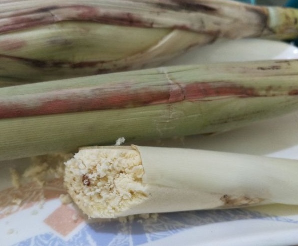 Menikmati Kelezatan Terubuk: Pucuk Tebu yang Luar Biasa - MANGGUSTORE